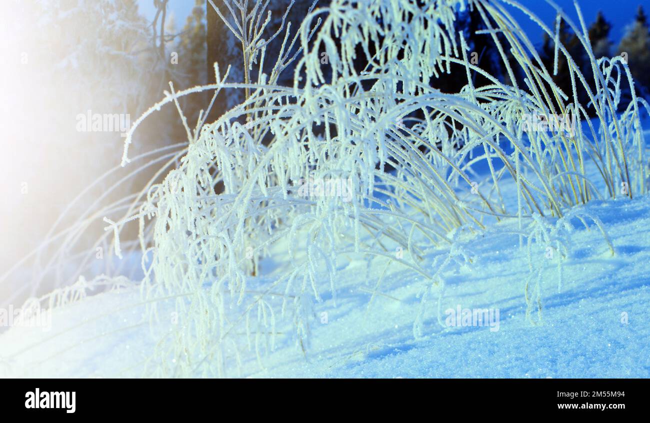 Winter landscape.Winter beauty scene Stock Photo - Alamy