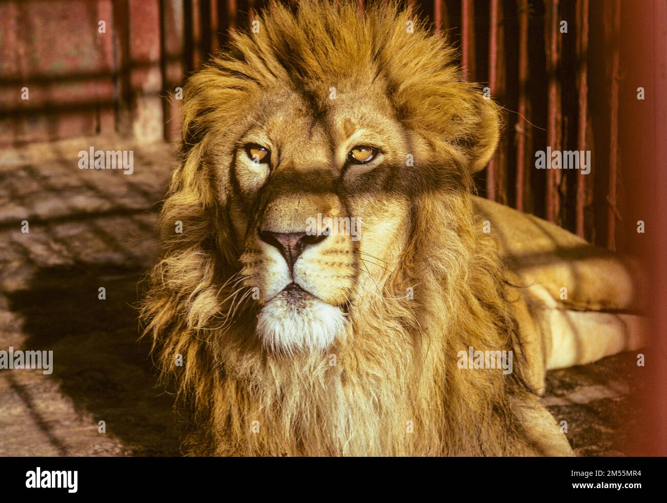 Ethiopia, 1970s, lion portrait with cage bars' shadows on his face ...