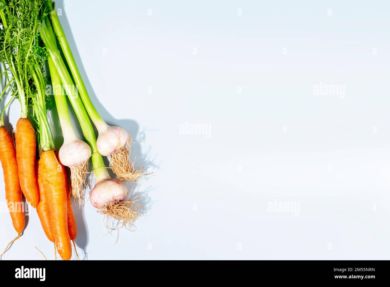 Natural carrots and garlic on light blue background with copy space ...