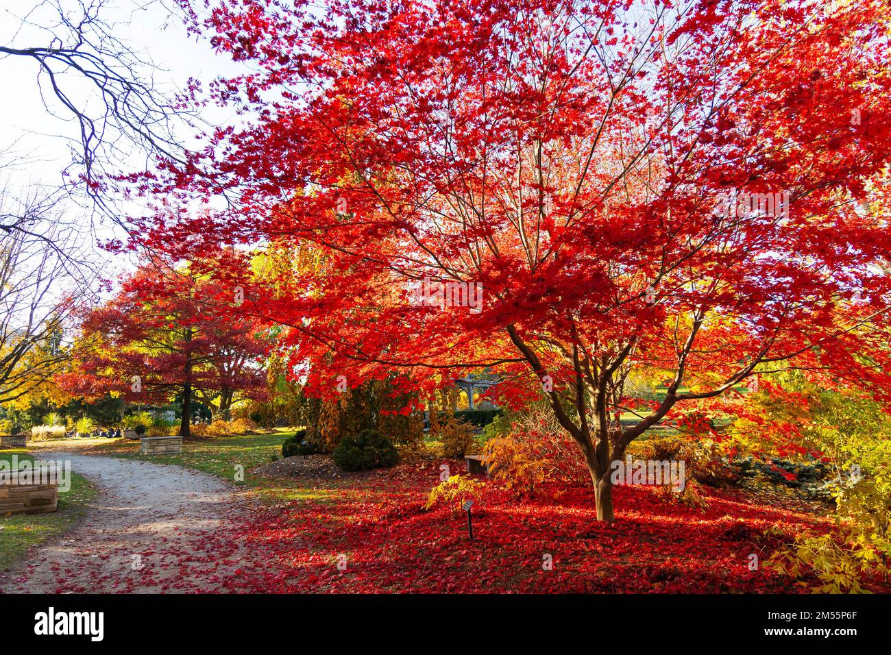 An aerial view of path surrounded by autumn dense trees Stock Photo - Alamy