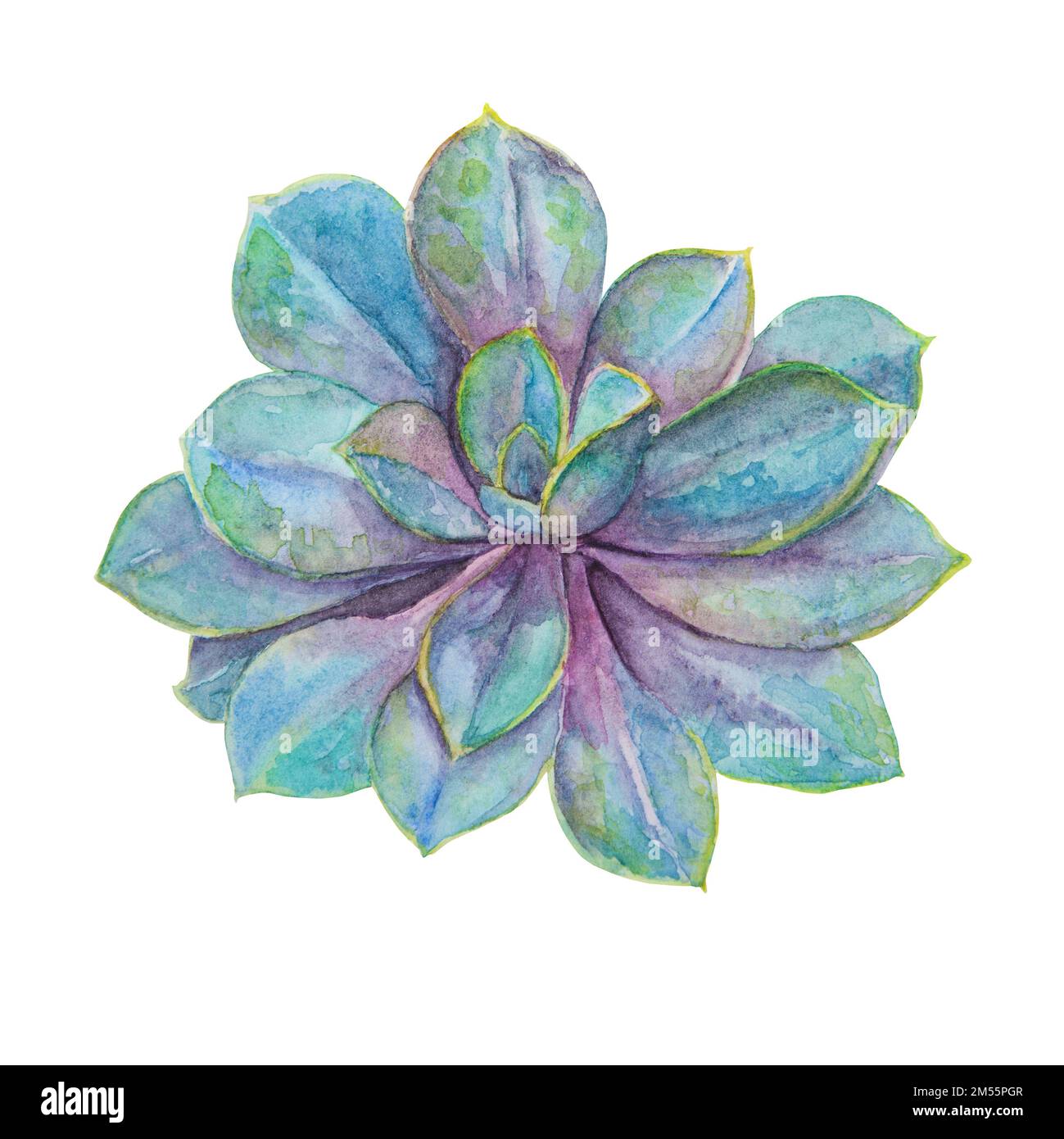 Watercolor purple echeveria isolated on white background Stock Photo ...