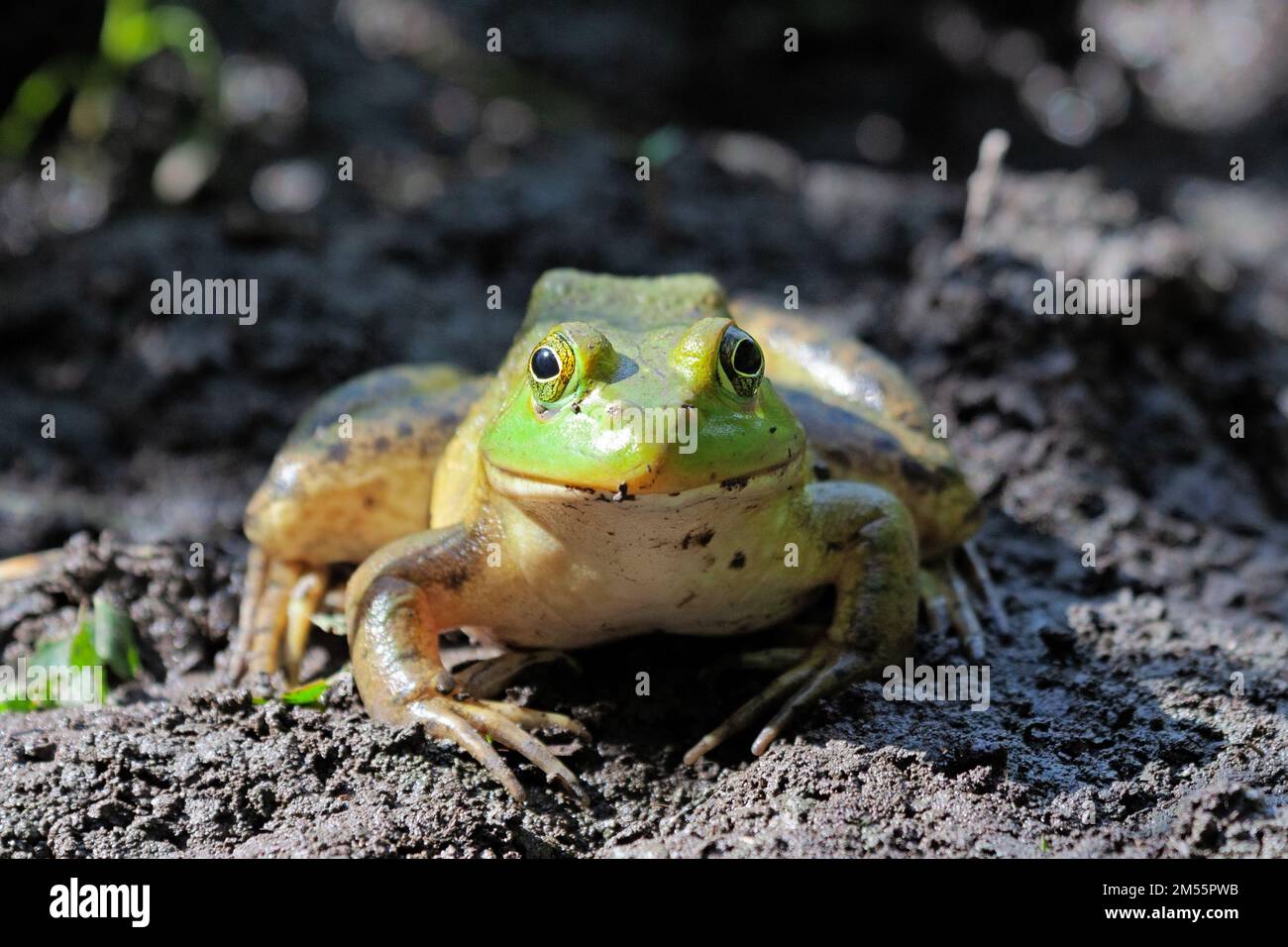 American bullfrog with wide head, stout bodies, and long, hind legs ...
