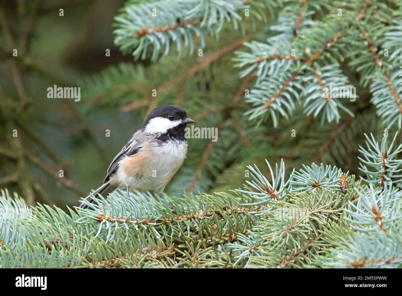 Black Capped Chickadee perched in a Blue Spruce Pine Tree Stock Photo ...