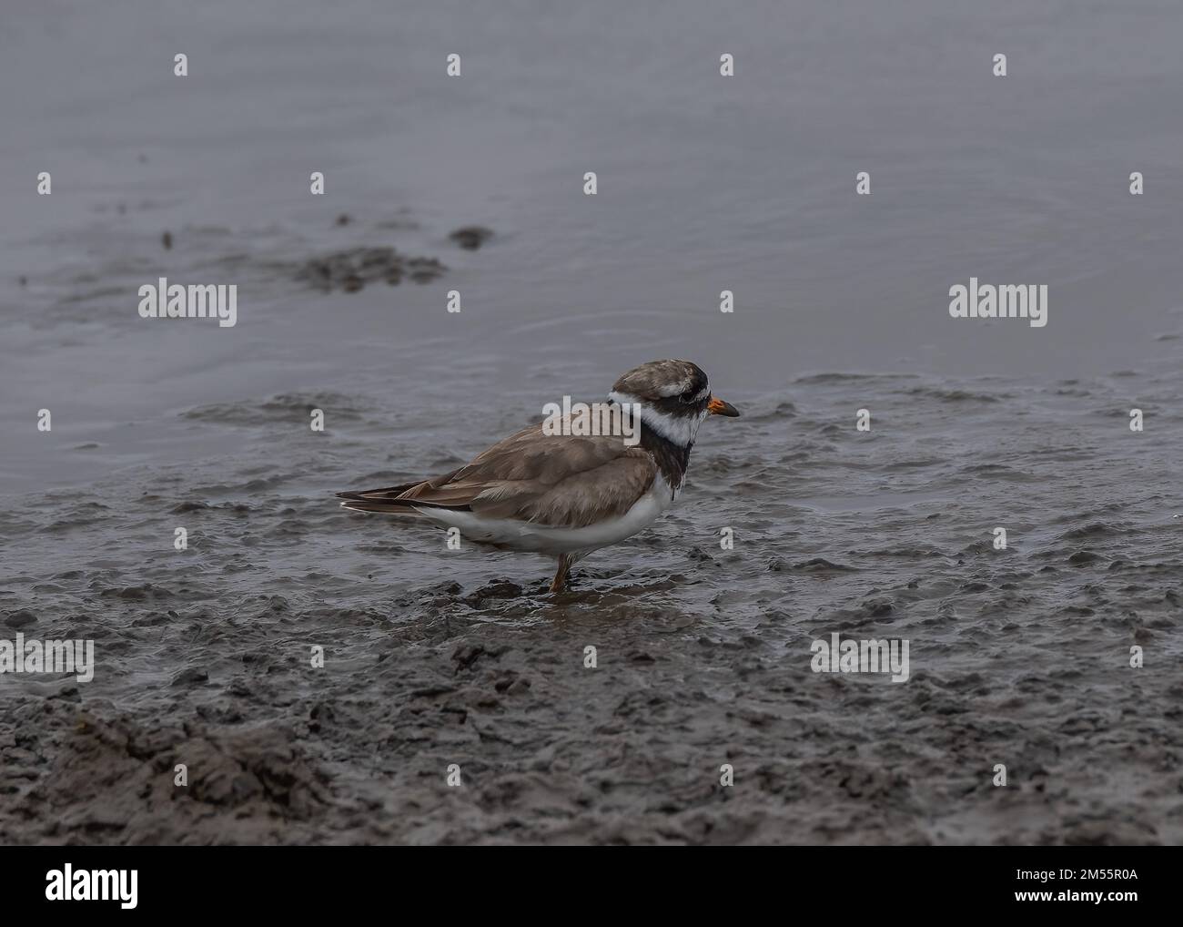Ringed Plover (Charadrius hiaticula), wading in mud, Grutness pool ...