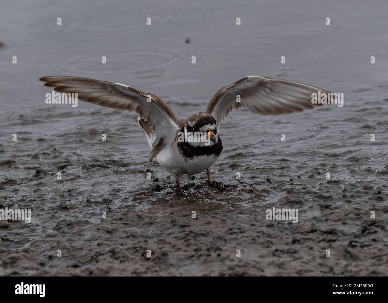 Ringed Plover (Charadrius hiaticula), wading in mud, Grutness pool ...