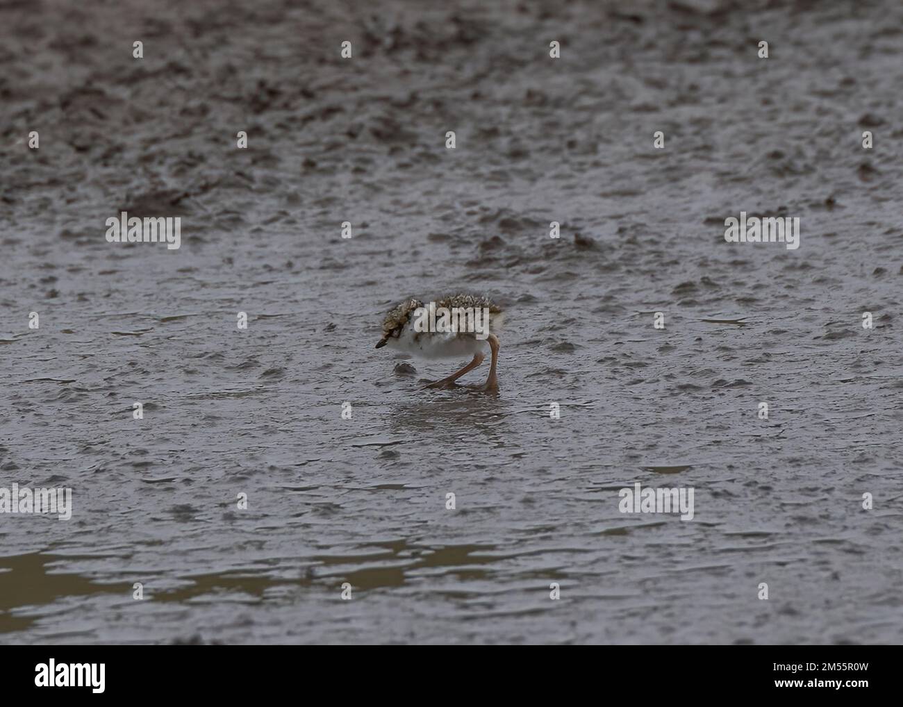 Ringed Plover (Charadrius hiaticula), young chick wading in mud ...