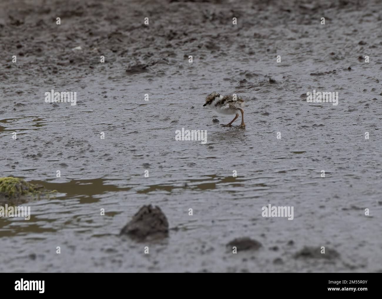 Ringed Plover (Charadrius hiaticula), young chick wading in mud ...