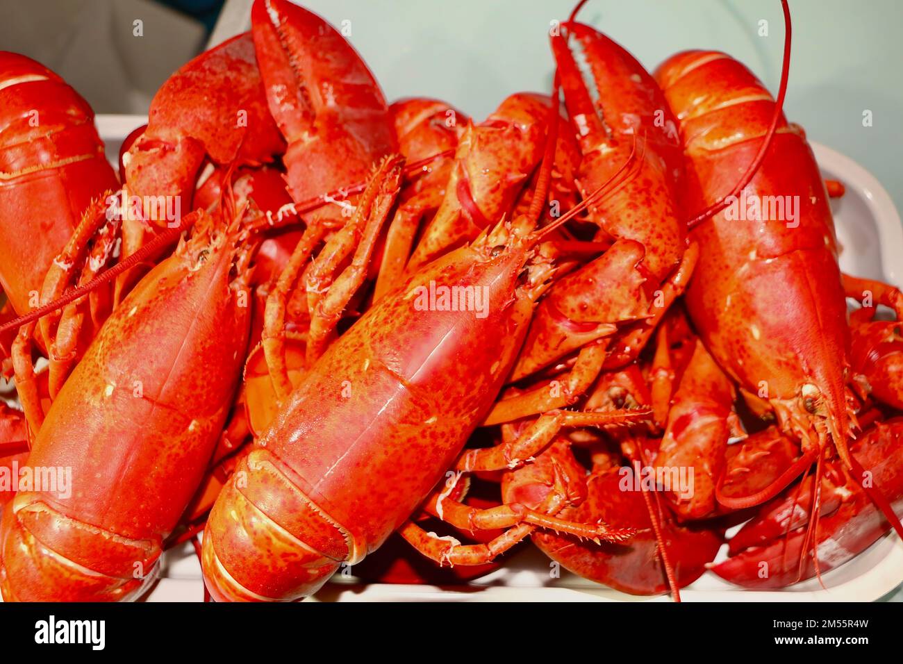 Cold cooked lobsters on a white plate traditional Christmas Eve dish ...