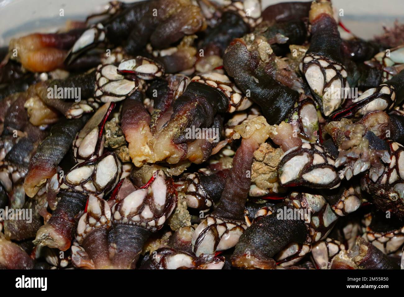 Close up of Percebes gallego or Pollicipes pollicipes or Goose neck ...