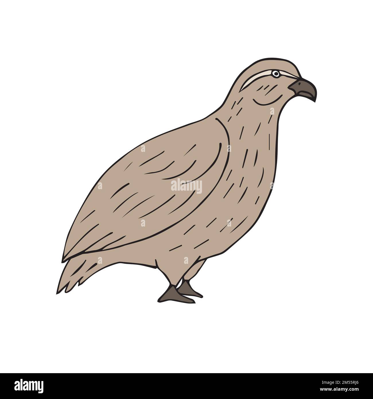 Vector hand drawn doodle sketch colored partridge bird isolated on ...