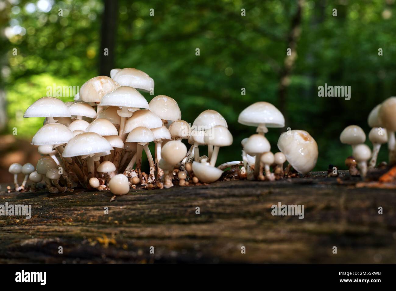 A closeup shot of mushrooms on a mossy old log in a forest Stock Photo ...