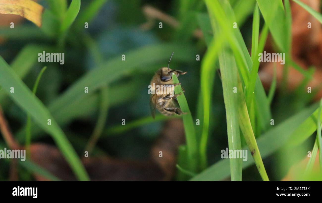 A closeup of a bee on the grass Stock Photo - Alamy