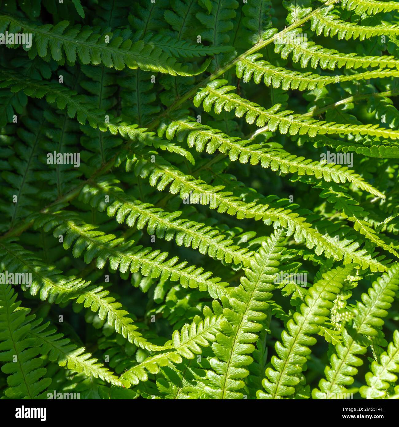 A leaf close-up. Beautiful plant, macro. Green fern plant in close up ...