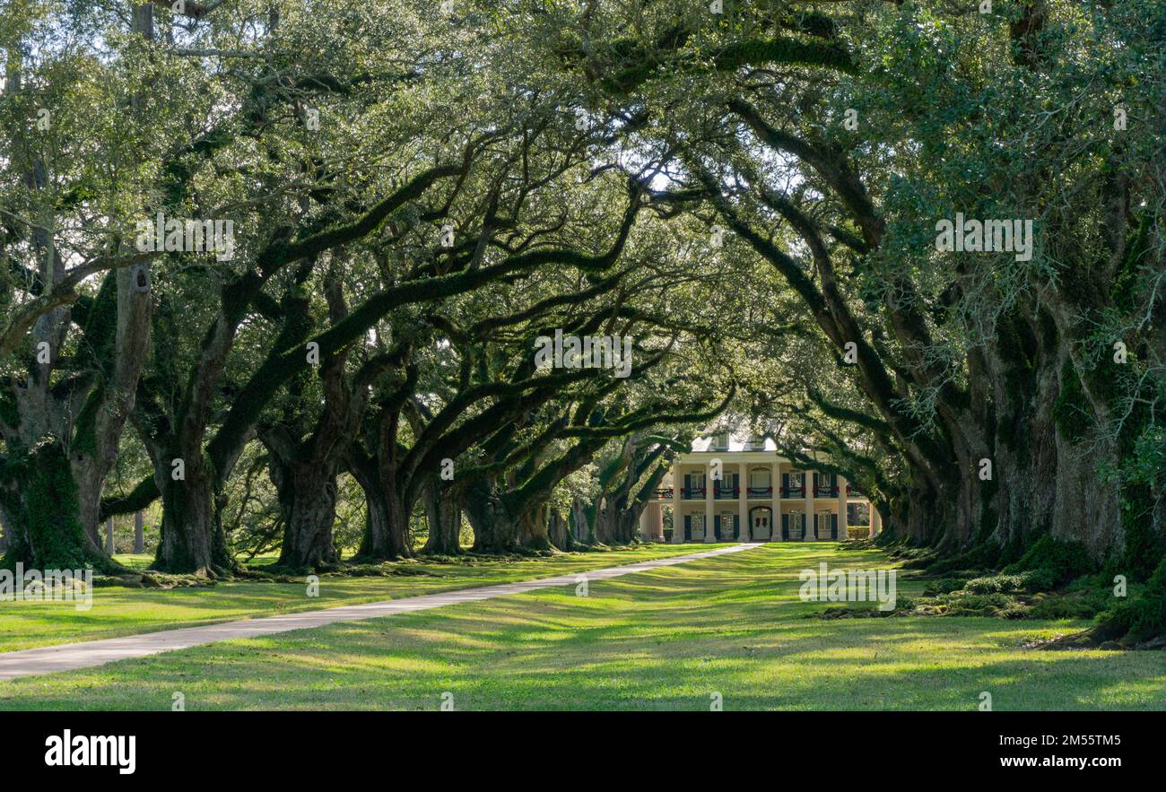 An oak alley in Louisiana Stock Photo - Alamy