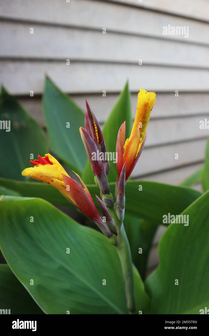 A closeup of blooming Canna flowers Stock Photo - Alamy
