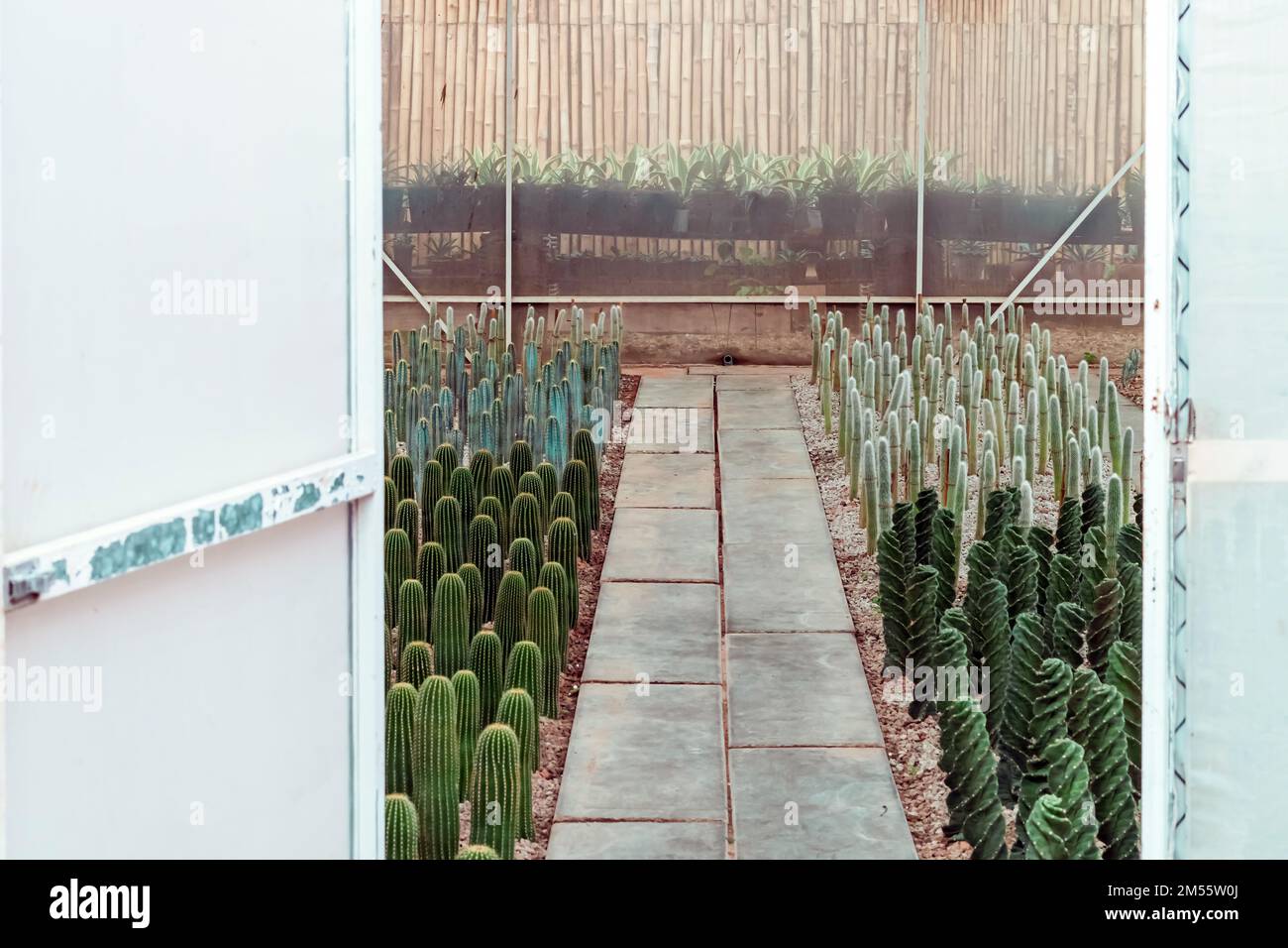 Many cactus plants at cactus farm house.Cultivation of beautiful cactus ...