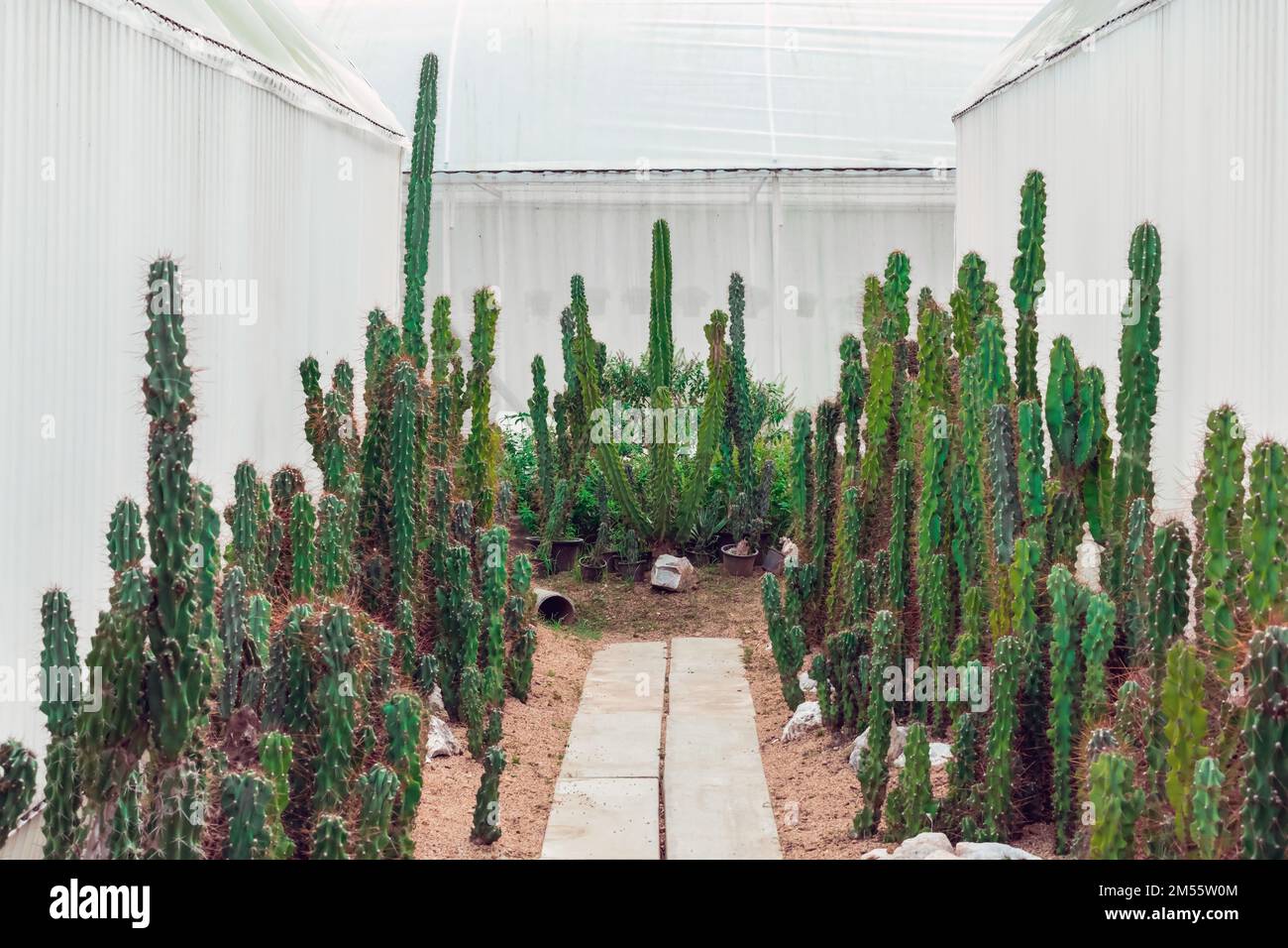Many cactus plants at cactus farm house.Cultivation of beautiful cactus ...