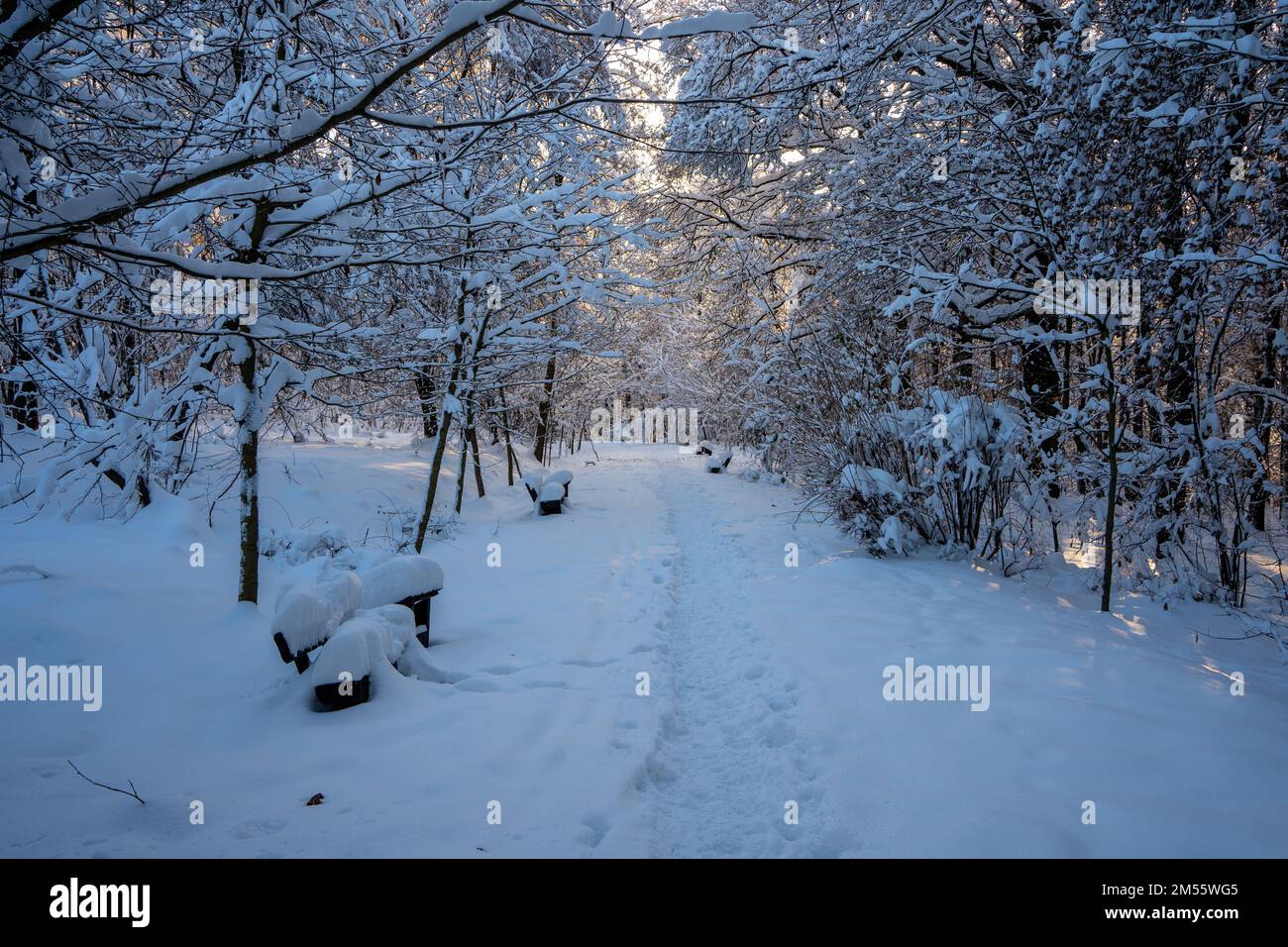 Winter walk to a snowy Wolski forest in Krakow in a sunny day Stock ...