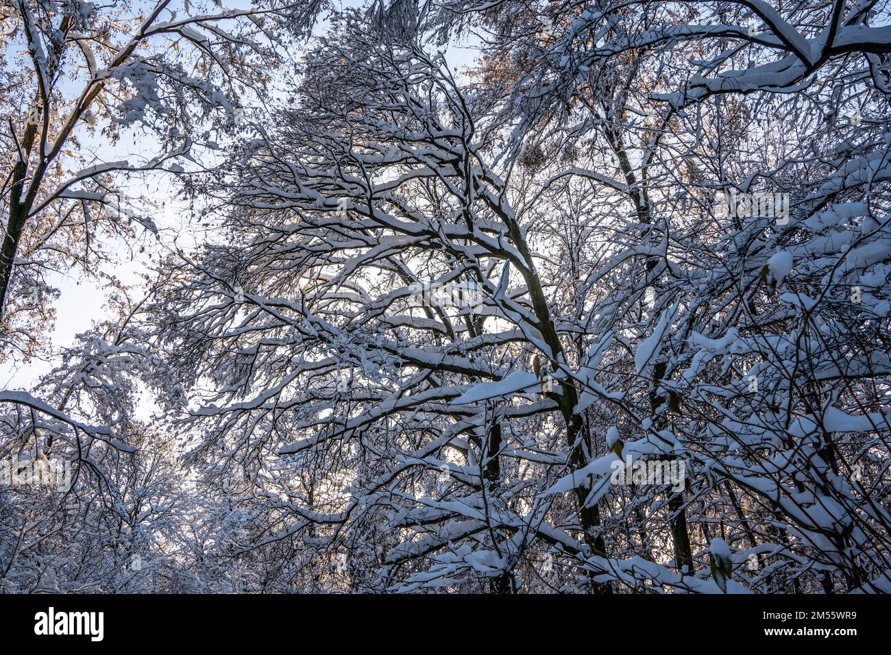 Winter walk to a snowy Wolski forest in Krakow in a sunny day Stock ...