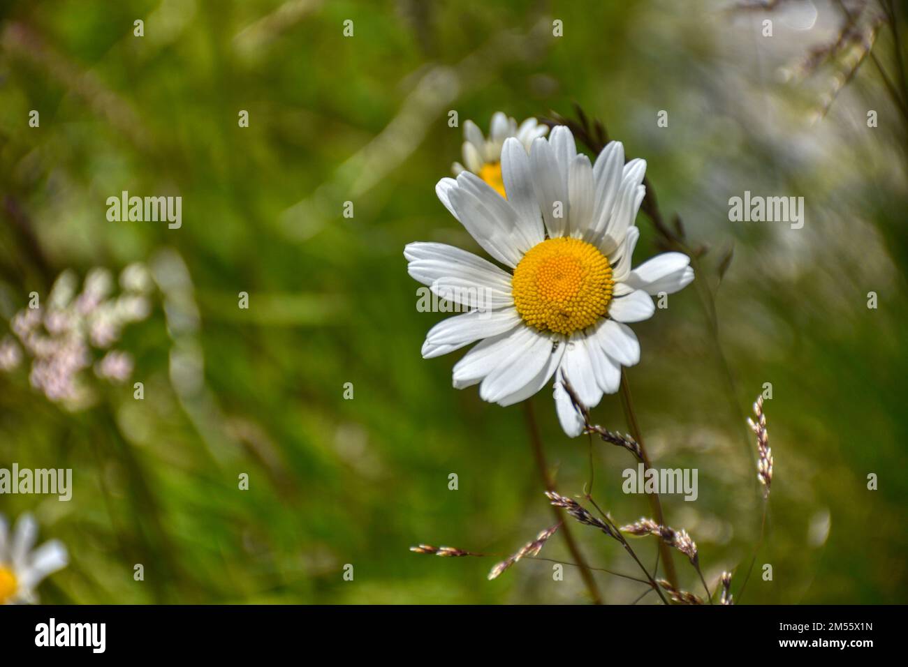 Fibonacci blume hi-res stock photography and images - Alamy