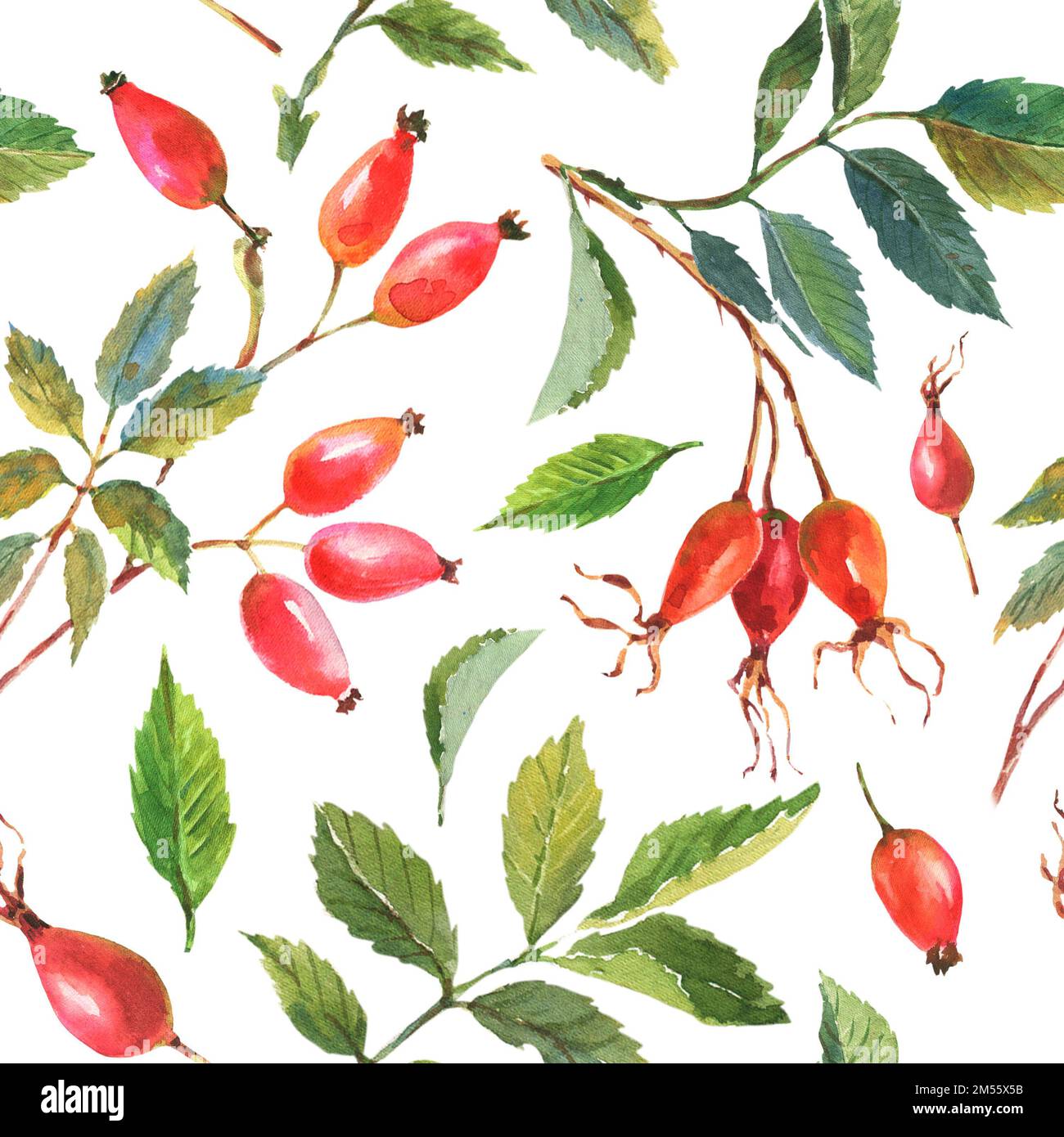Seamless pattern with hand painted watercolor rose hip berries with ...