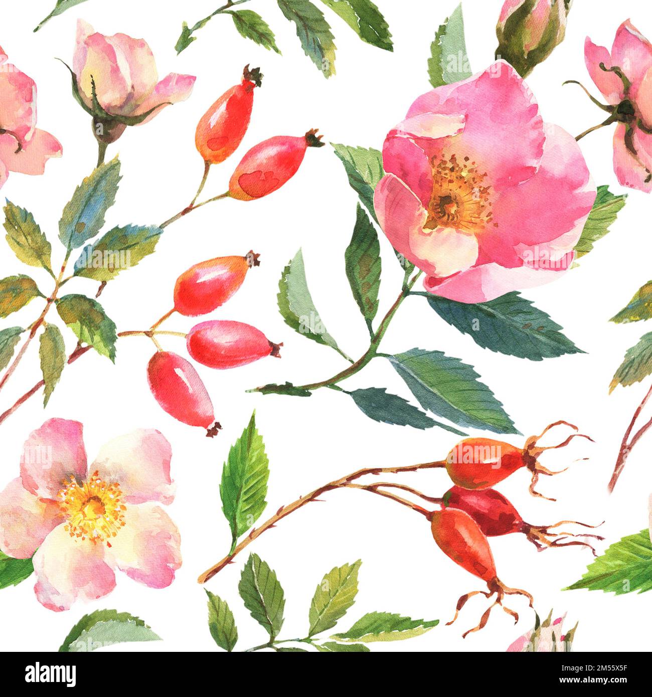 Watercolor illustration. Seamless pattern of rose hips flowers, leaves ...
