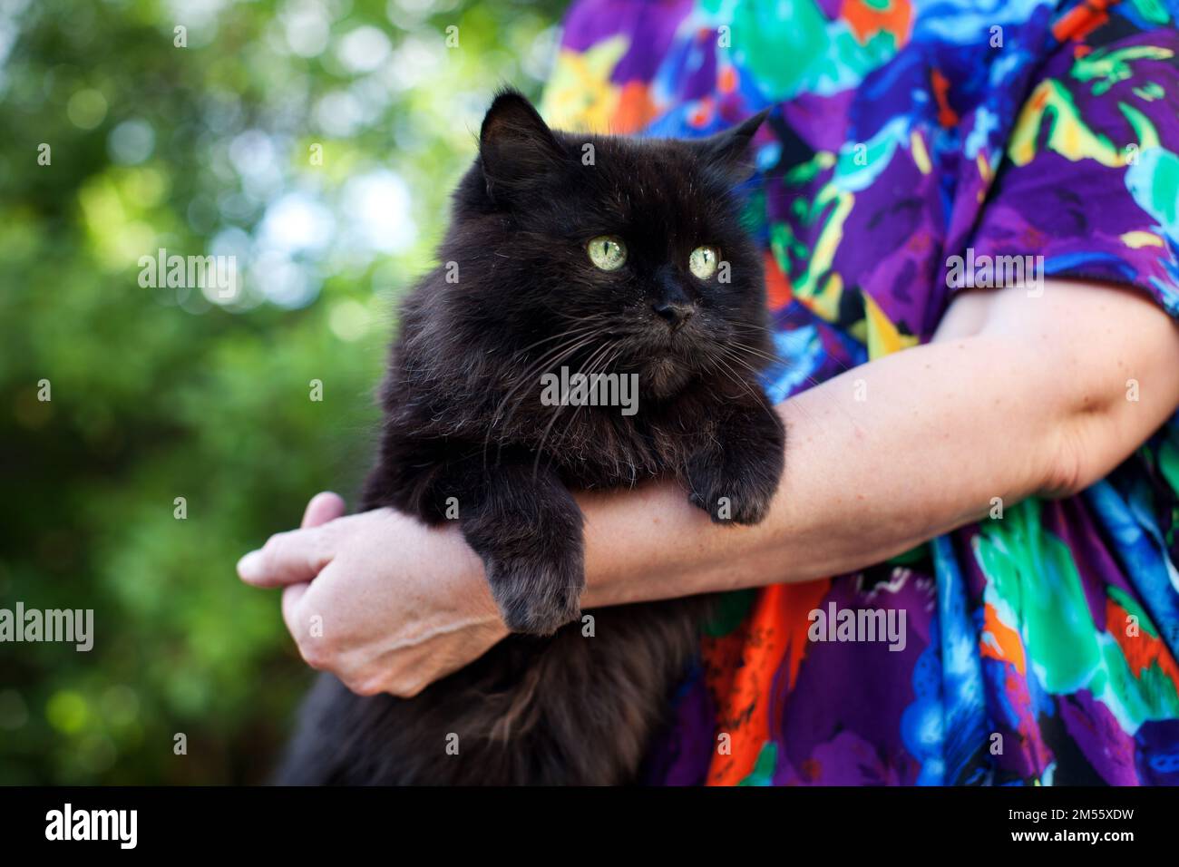 Cat in arms hi-res stock photography and images - Alamy