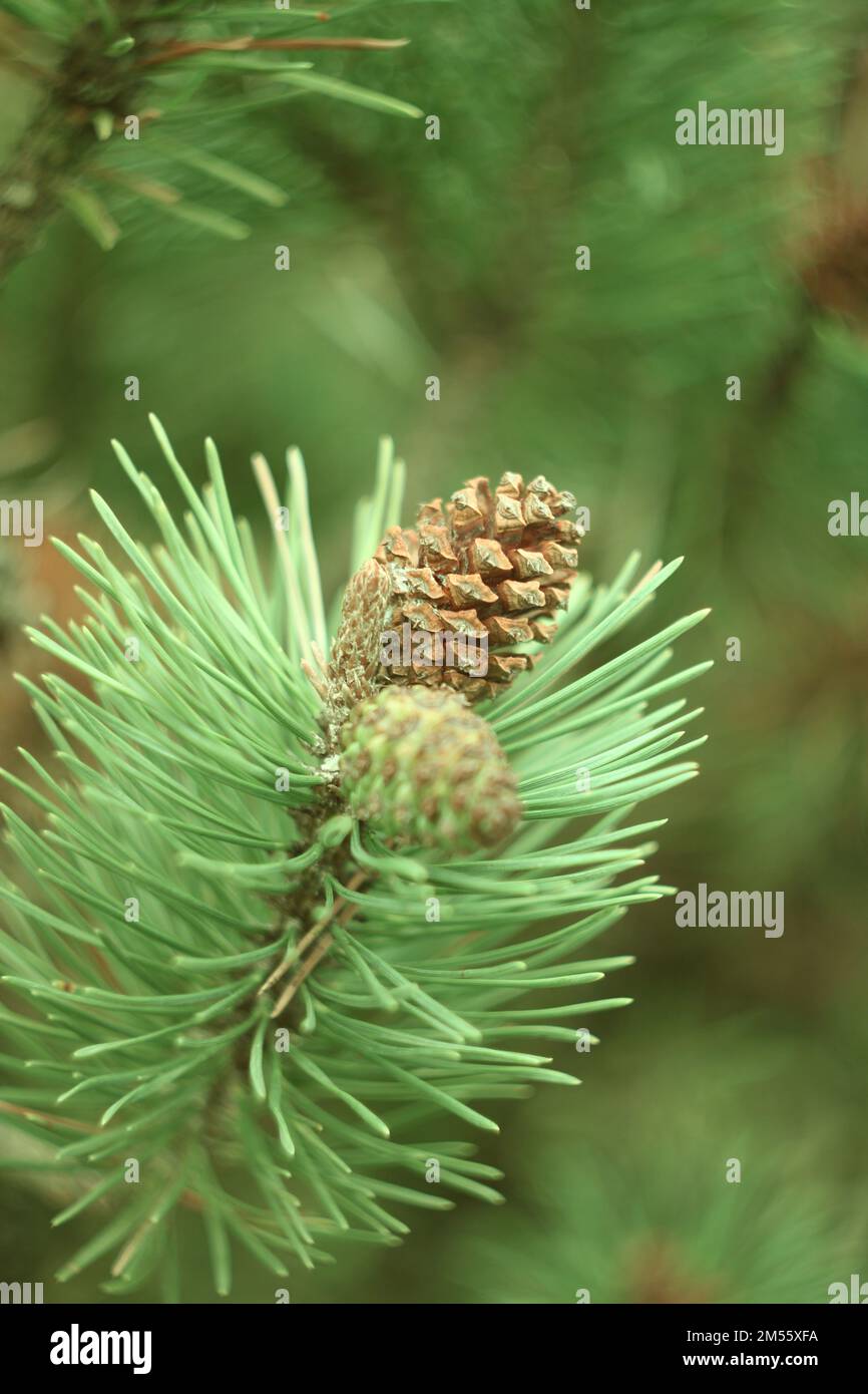 A closeup vertical shot of a pine on a pine tree in a bokeh background ...