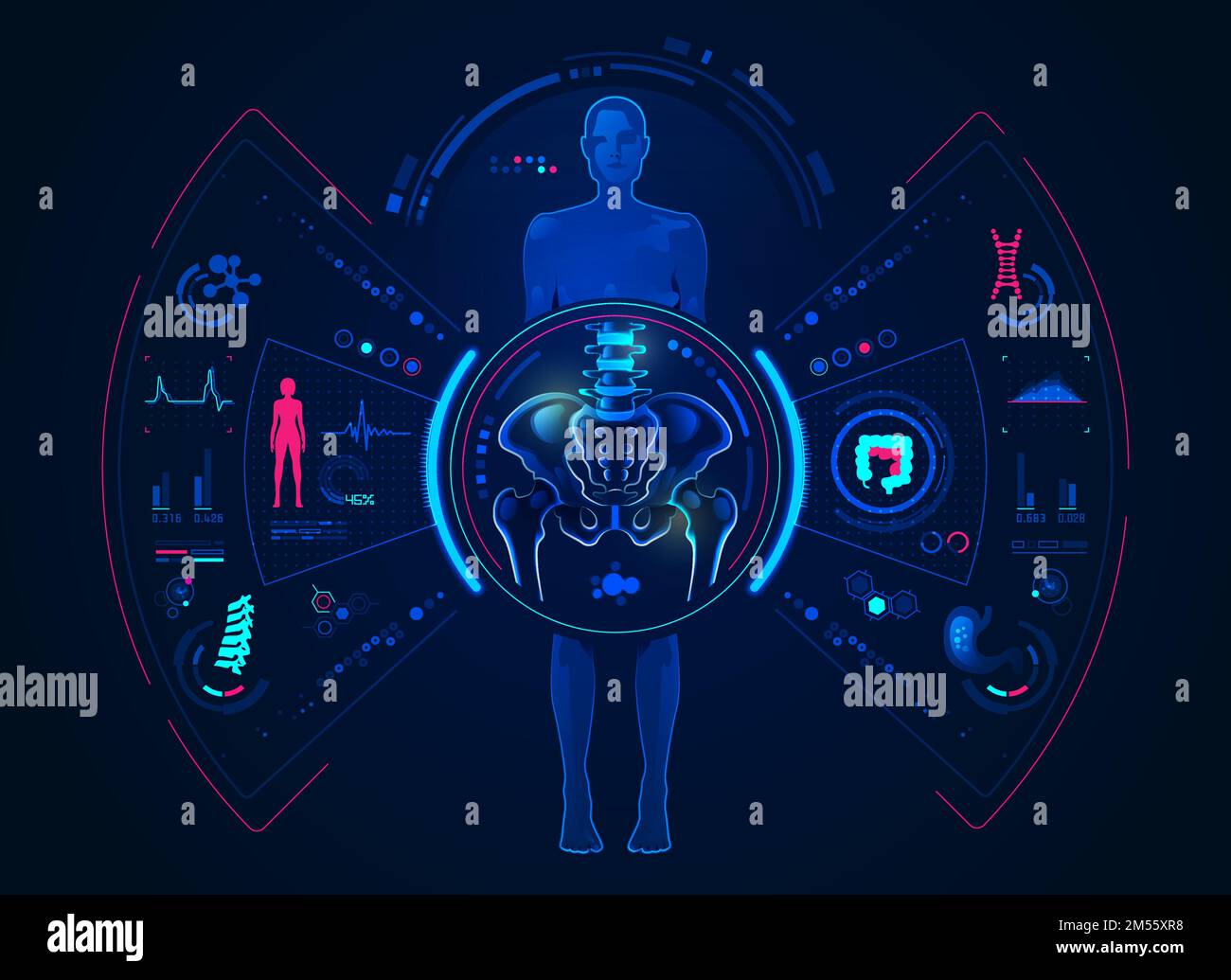 Female pelvic anatomy hi-res stock photography and images - Alamy