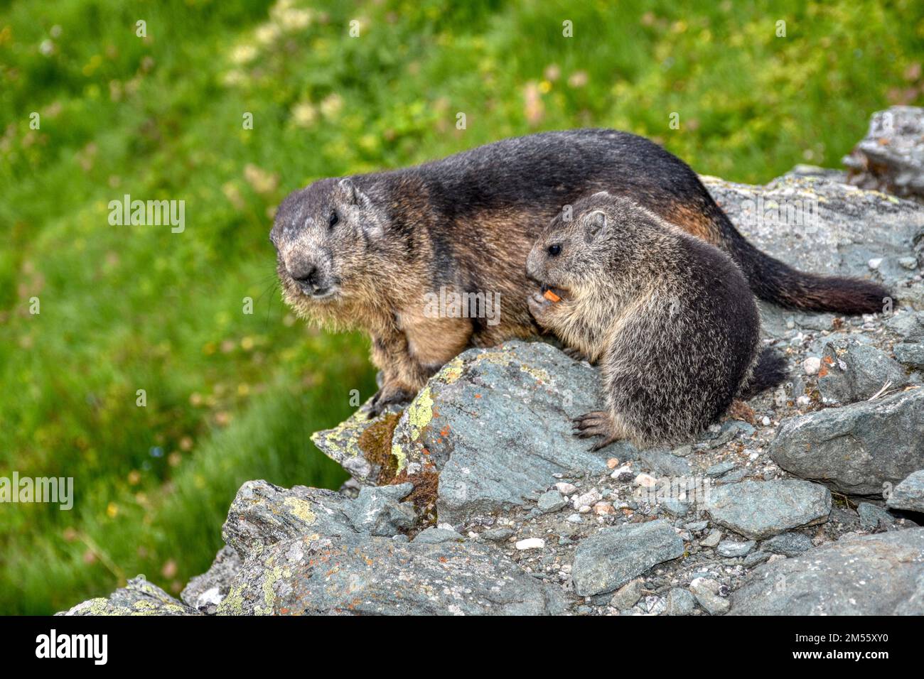Schultergürtel hi-res stock photography and images - Alamy
