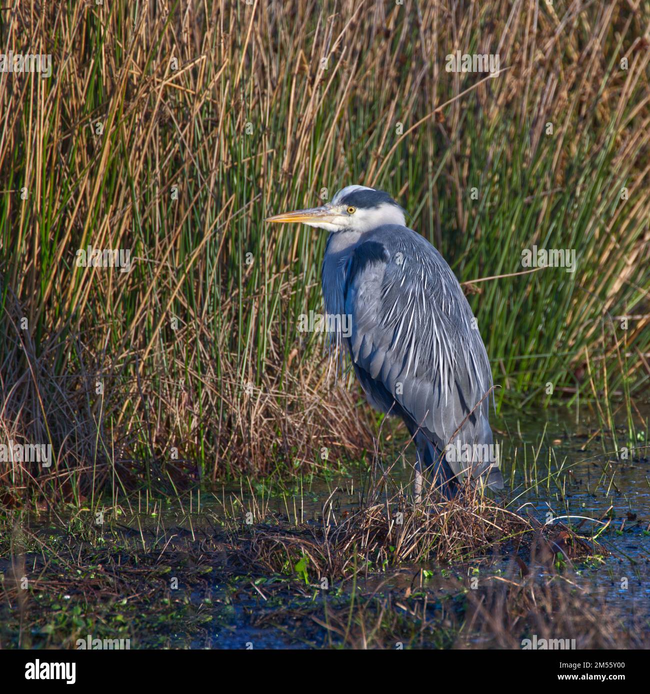 Grey and pink plumage hi-res stock photography and images - Alamy