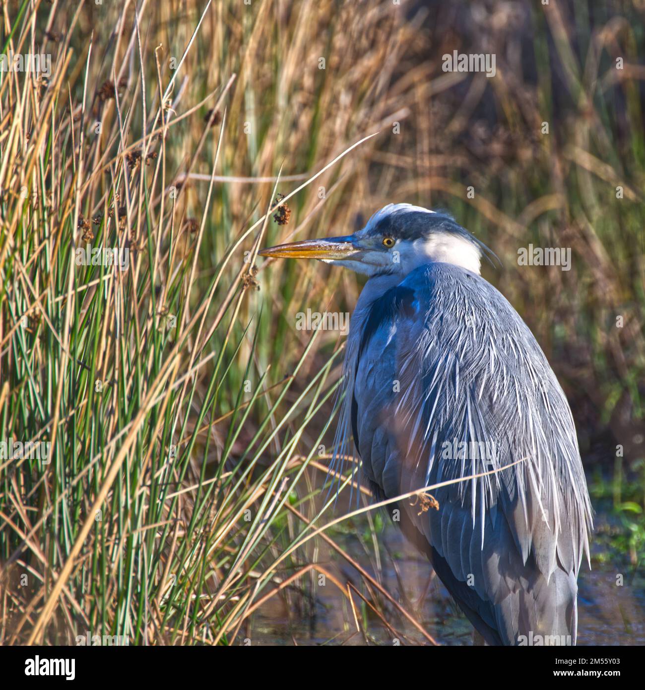 Black grey white cream plumage hi-res stock photography and images - Alamy