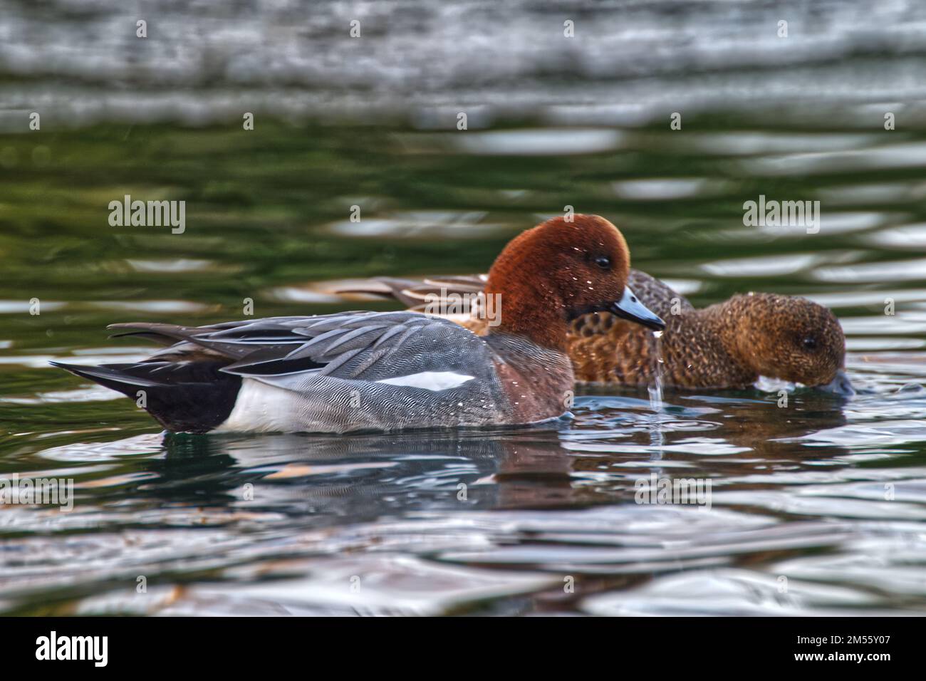Female widgeon hi-res stock photography and images - Alamy