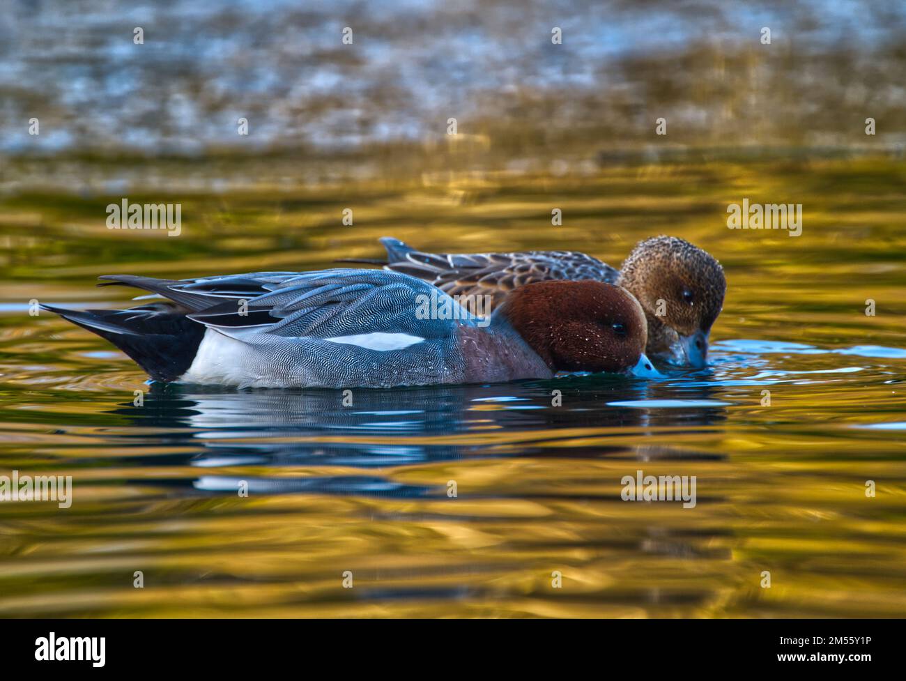 Male widgeon duck hi-res stock photography and images - Alamy