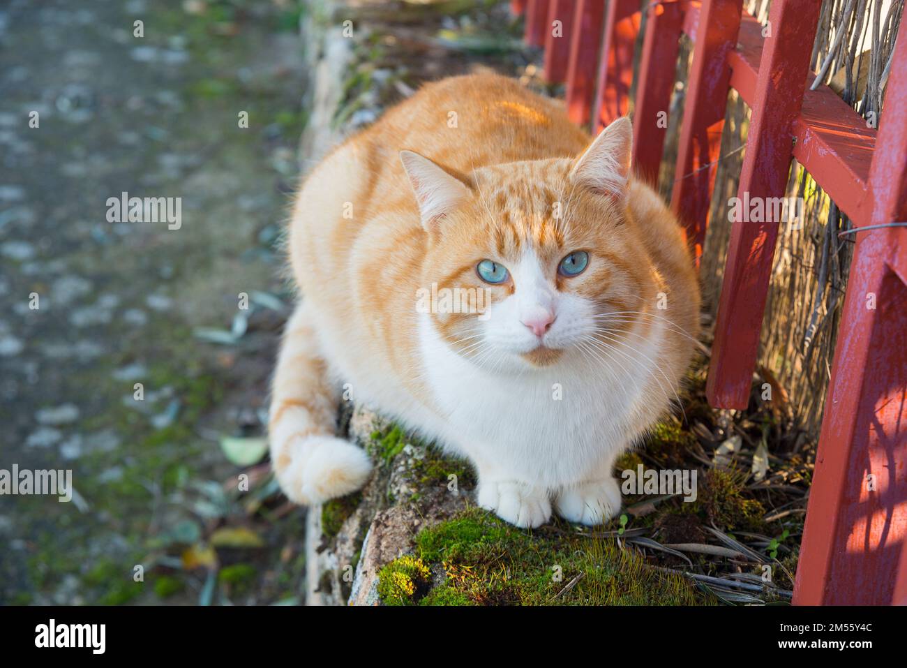 Tabby and white cat Stock Photo - Alamy