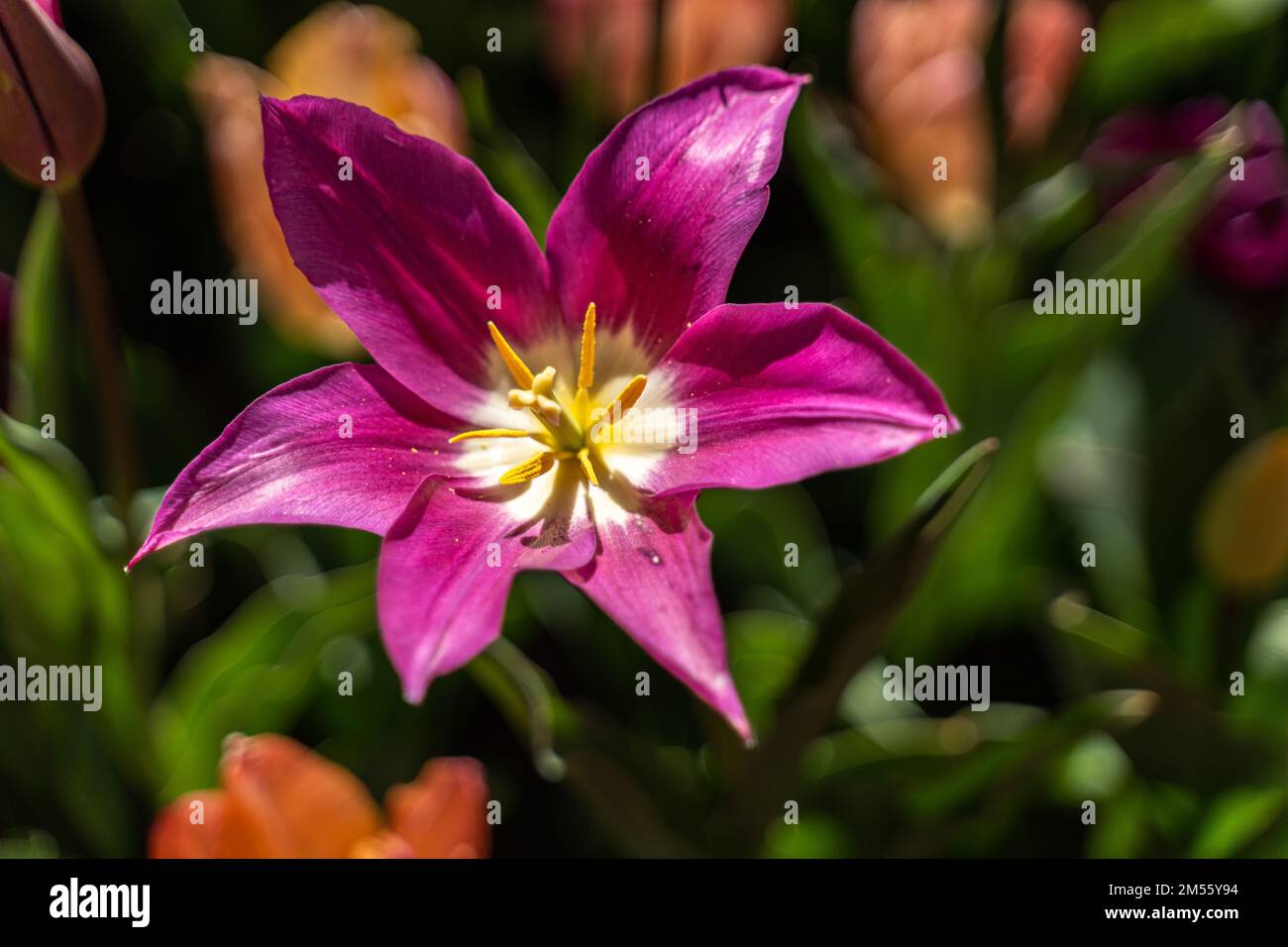 A pink lily flower in closeup Stock Photo - Alamy