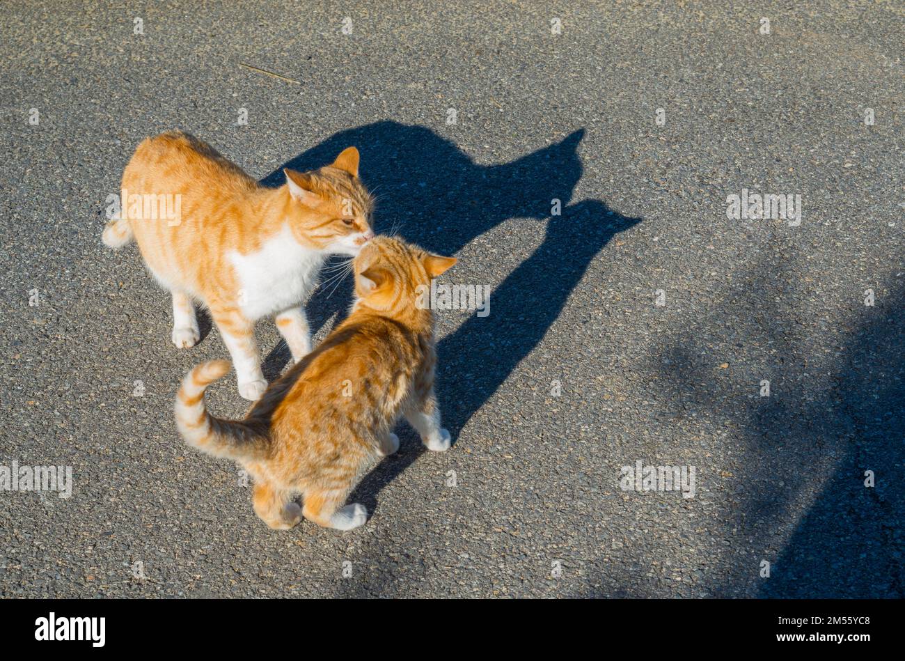 Female cat and her kitten Stock Photo - Alamy