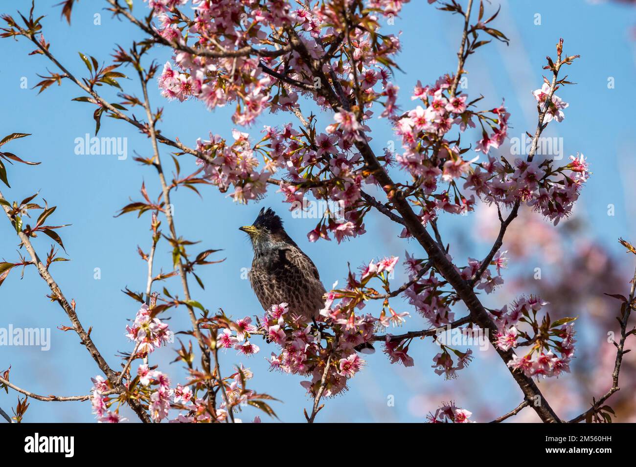 red vented bulbul or Pycnonotus cafer bird closeup perched on pink ...