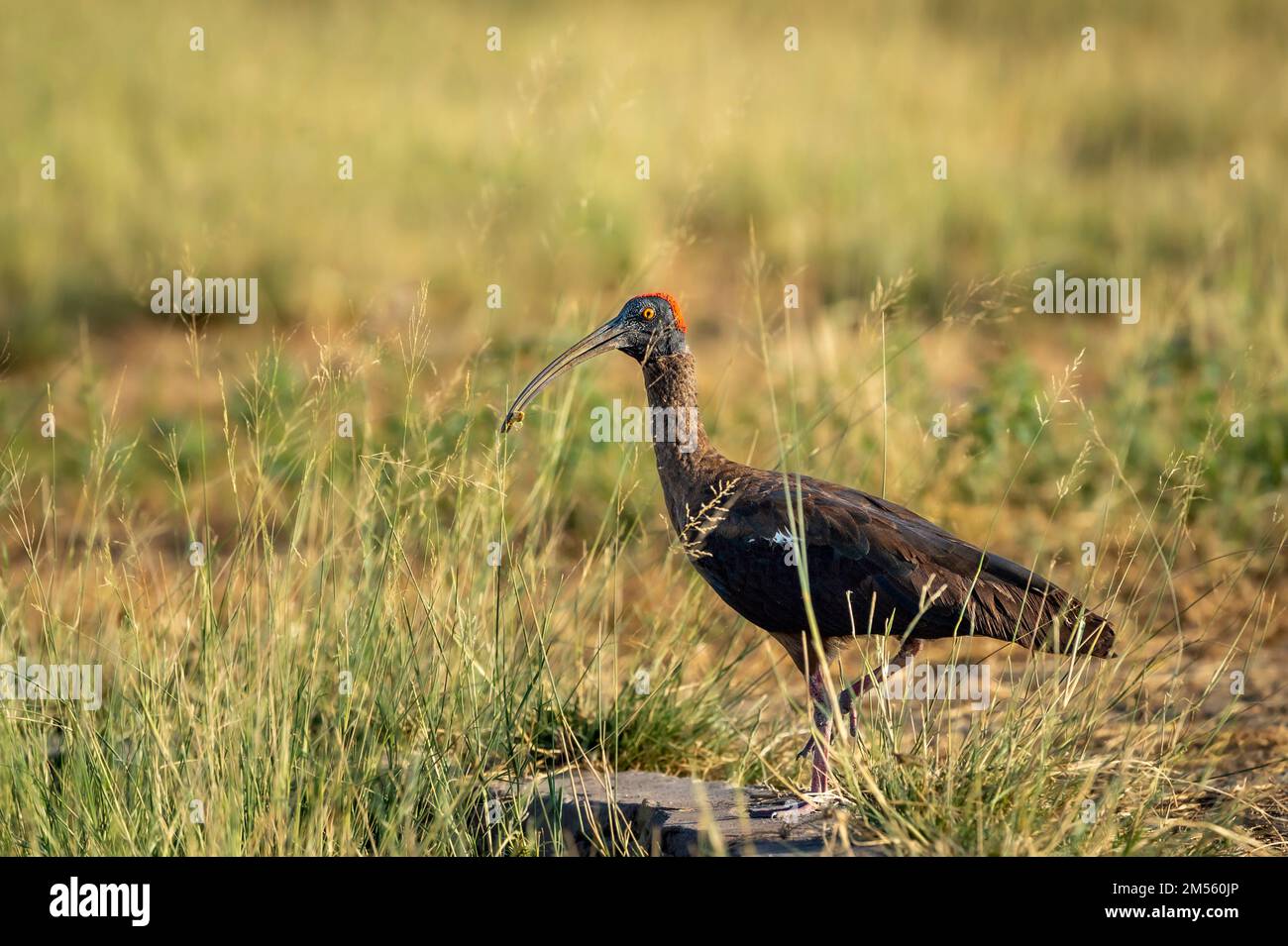 Red naped ibis or Indian black ibis or Pseudibis papillosa bird closeup ...