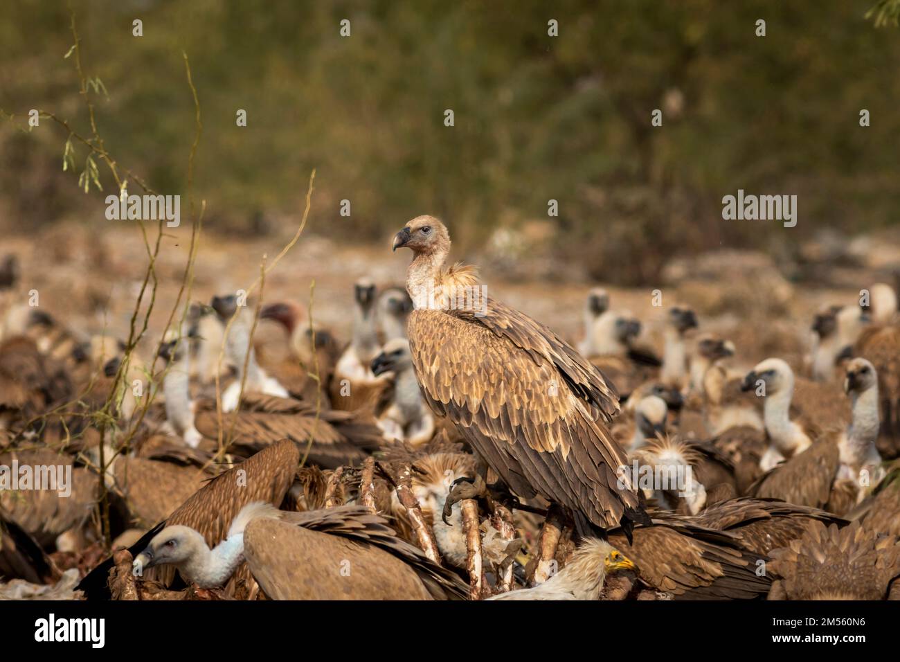 Himalayan vulture or Gyps himalayensis or Himalayan griffon vulture ...