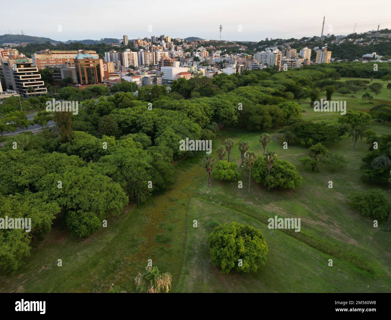 A bird's eye view of trees growing in a park with a background of a ...