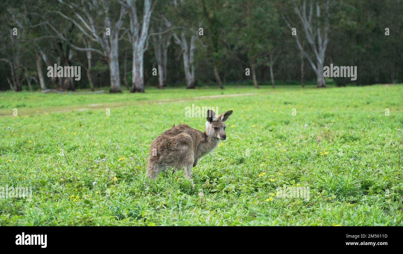 Wallaby Kangaroo spotted at Coombabah Stock Photo - Alamy