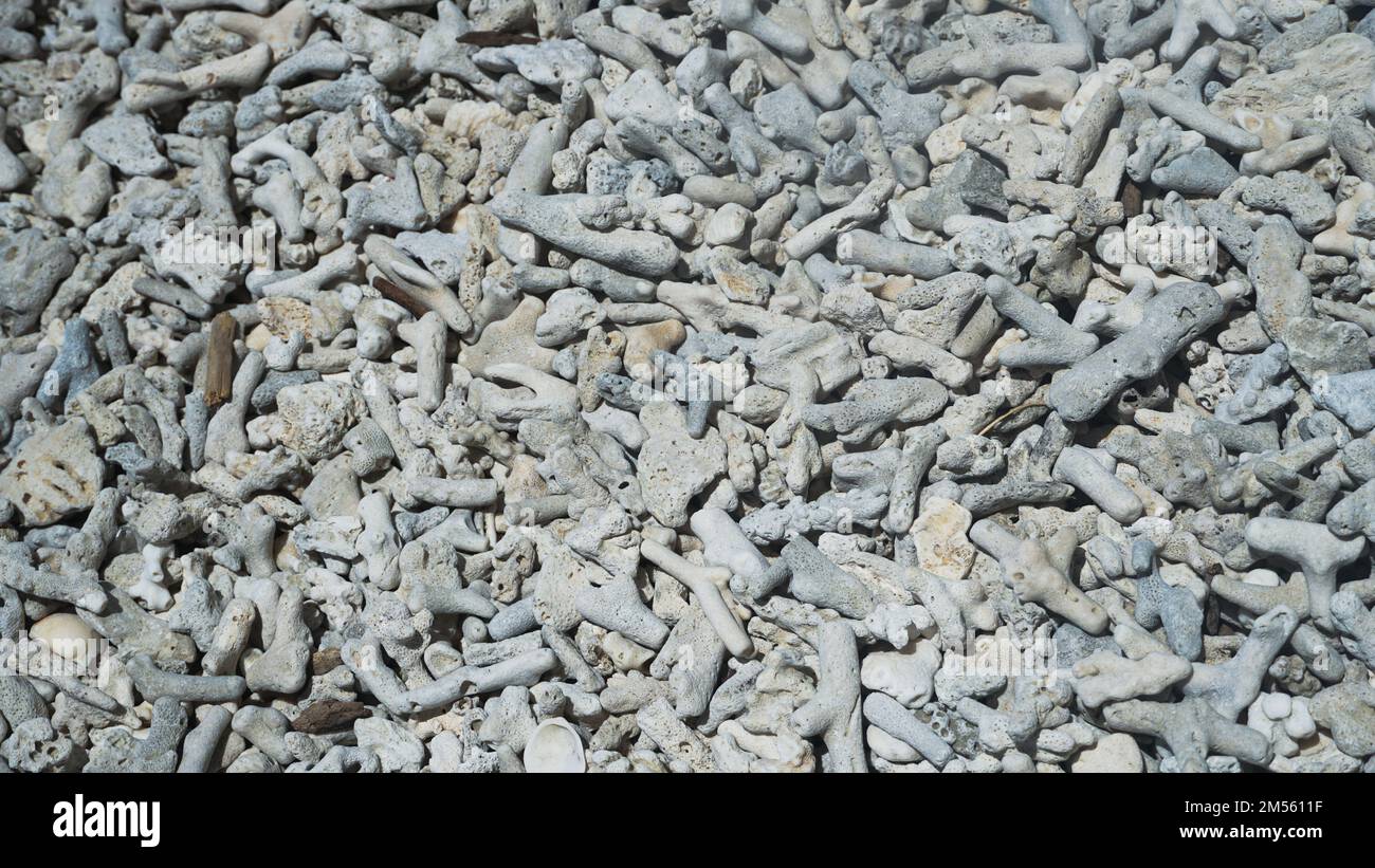 Fitzroy reef hi-res stock photography and images - Alamy