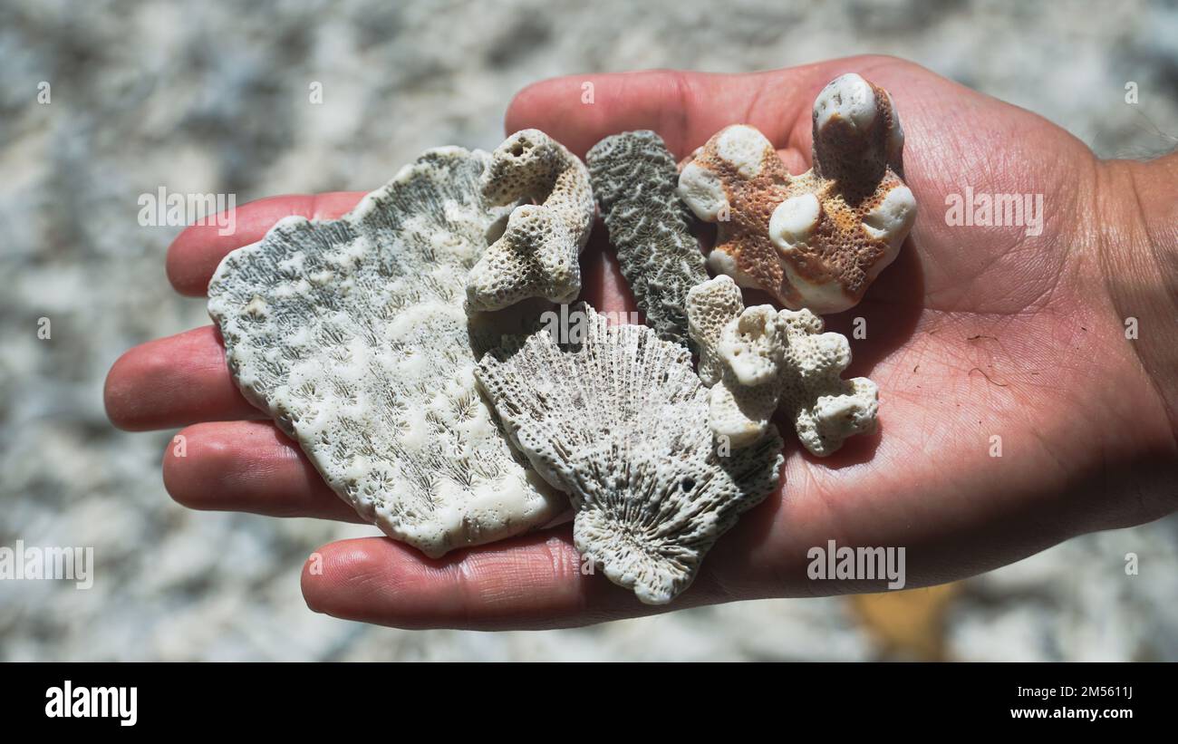 Fitzroy reef hi-res stock photography and images - Alamy