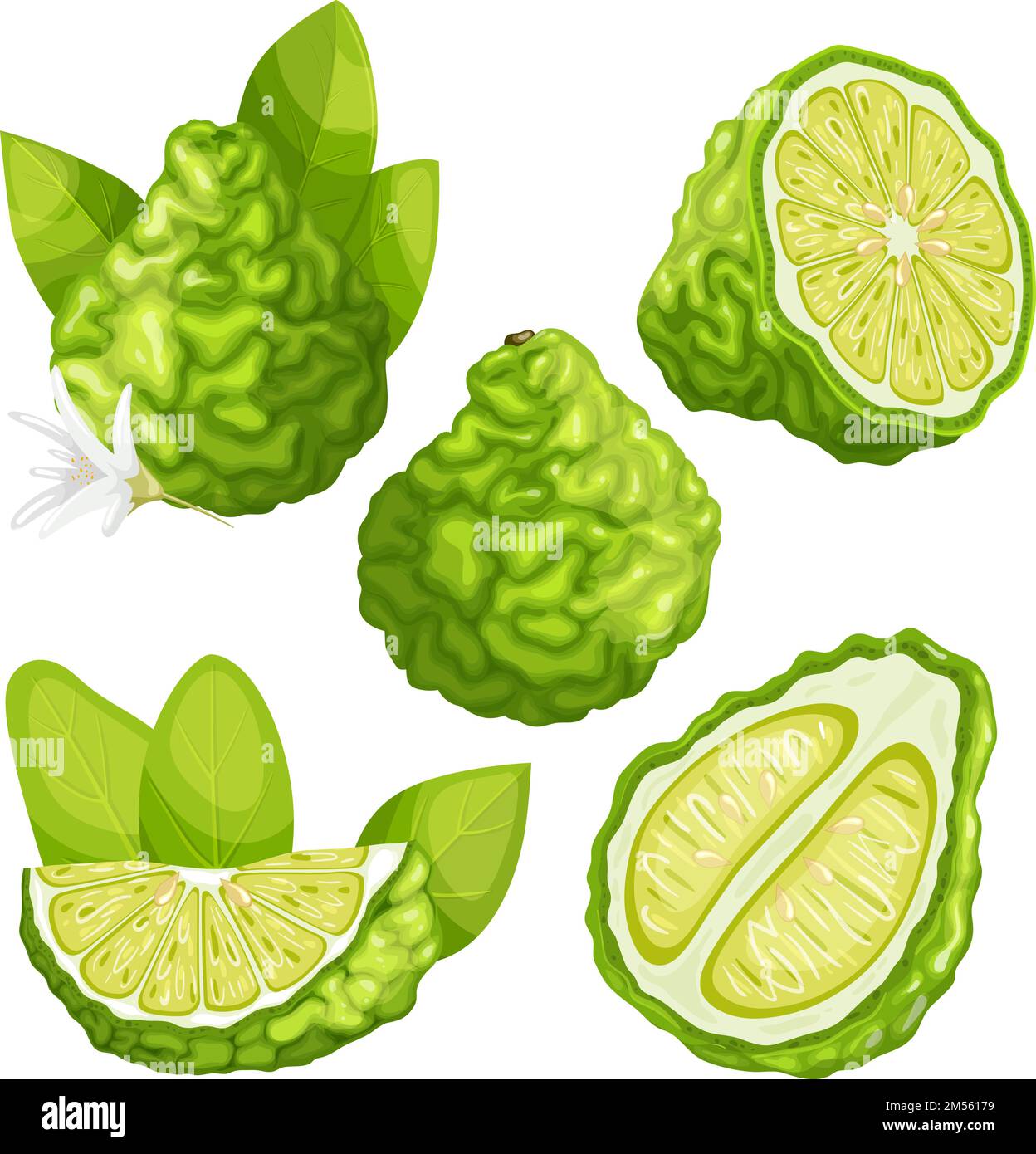 bergamot fruit kaffir citrus set cartoon vector illustration Stock ...