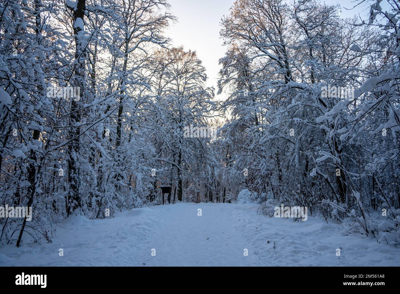 Winter walk to a snowy Wolski forest in Krakow in a sunny day Stock ...