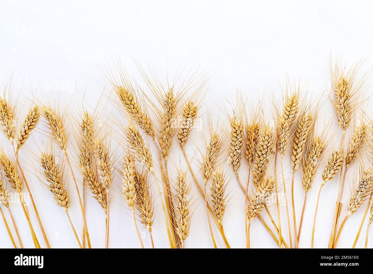 spikelets of wheat isolate on white background. Selection focus. food ...
