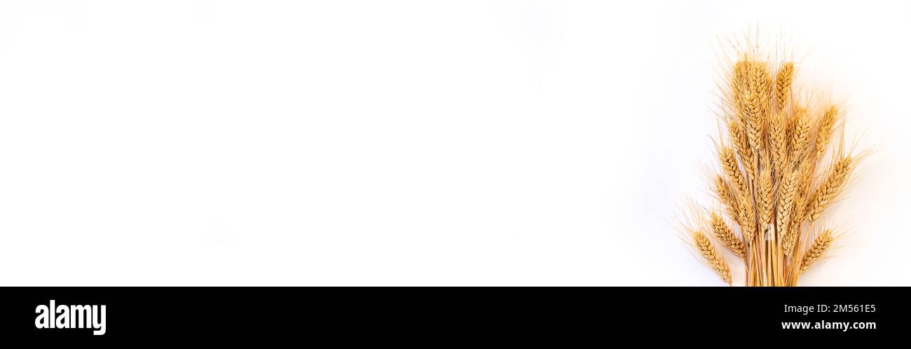 spikelets of wheat isolate on white background. Selection focus. food ...