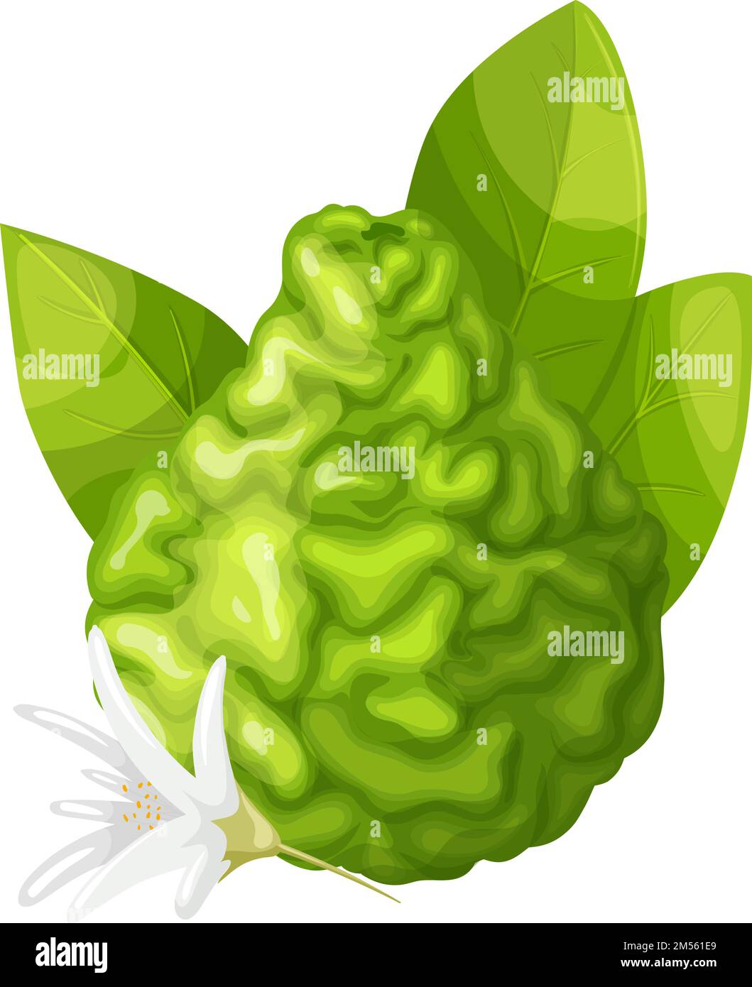 bergamot fruit cartoon vector illustration Stock Vector Image & Art - Alamy