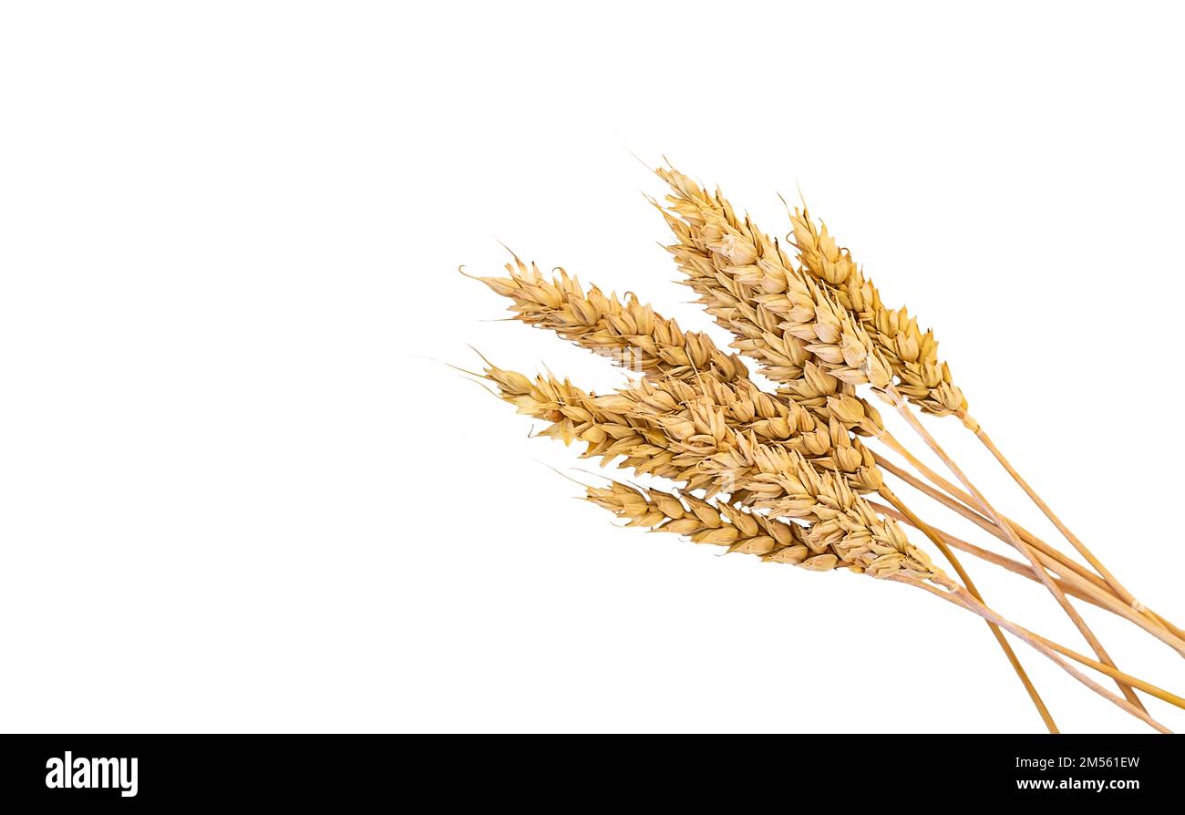 spikelets of wheat isolate on white background. Selection focus. food ...